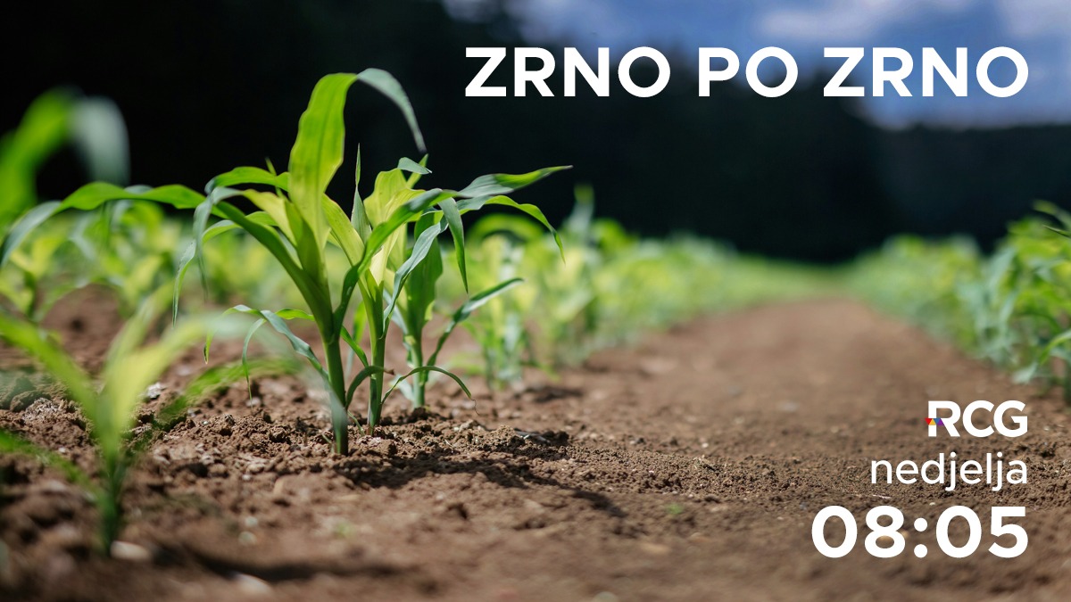 Zrno po zrno :: Zrno po zrno :: RTCG - Radio Televizija Crne Gore - Nacionalni javni servis